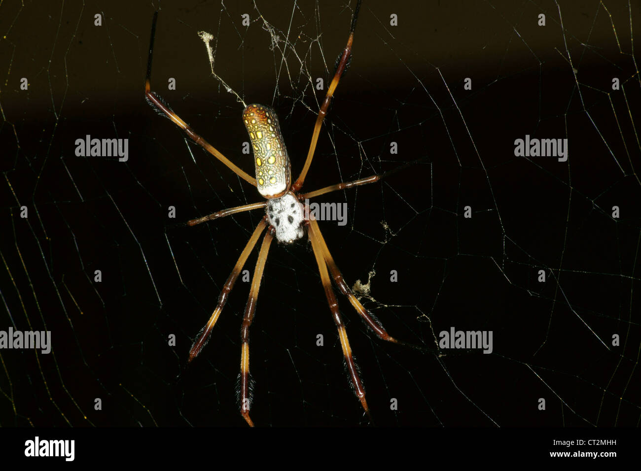 Golden orb spider Stock Photo - Alamy