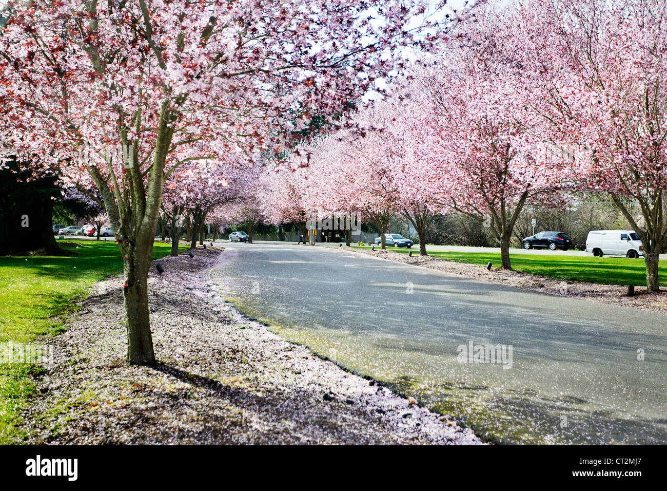 Lined Cherry Tree High Resolution Stock Photography and Images - Alamy