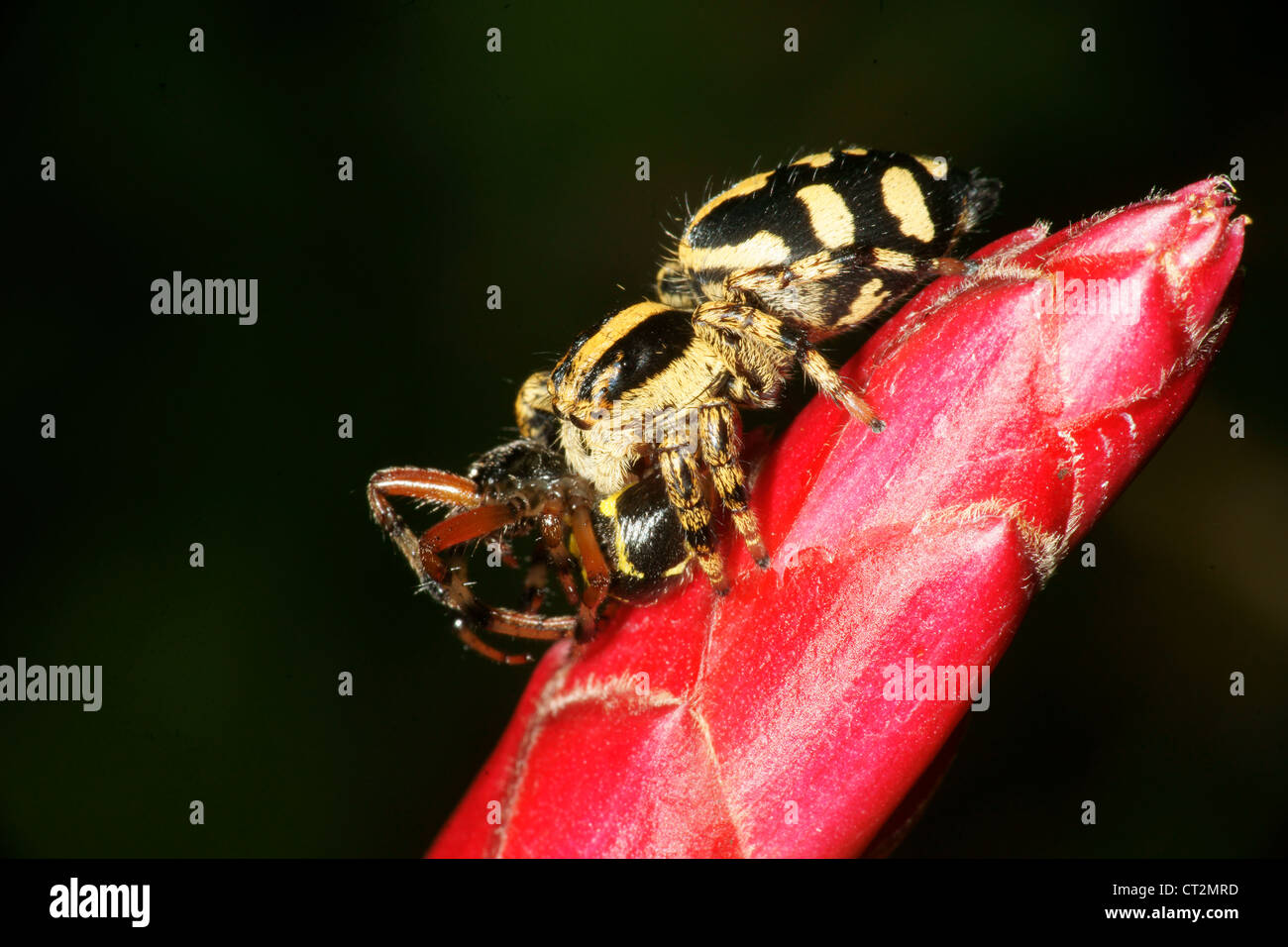 Jumping spider with prey Stock Photo - Alamy