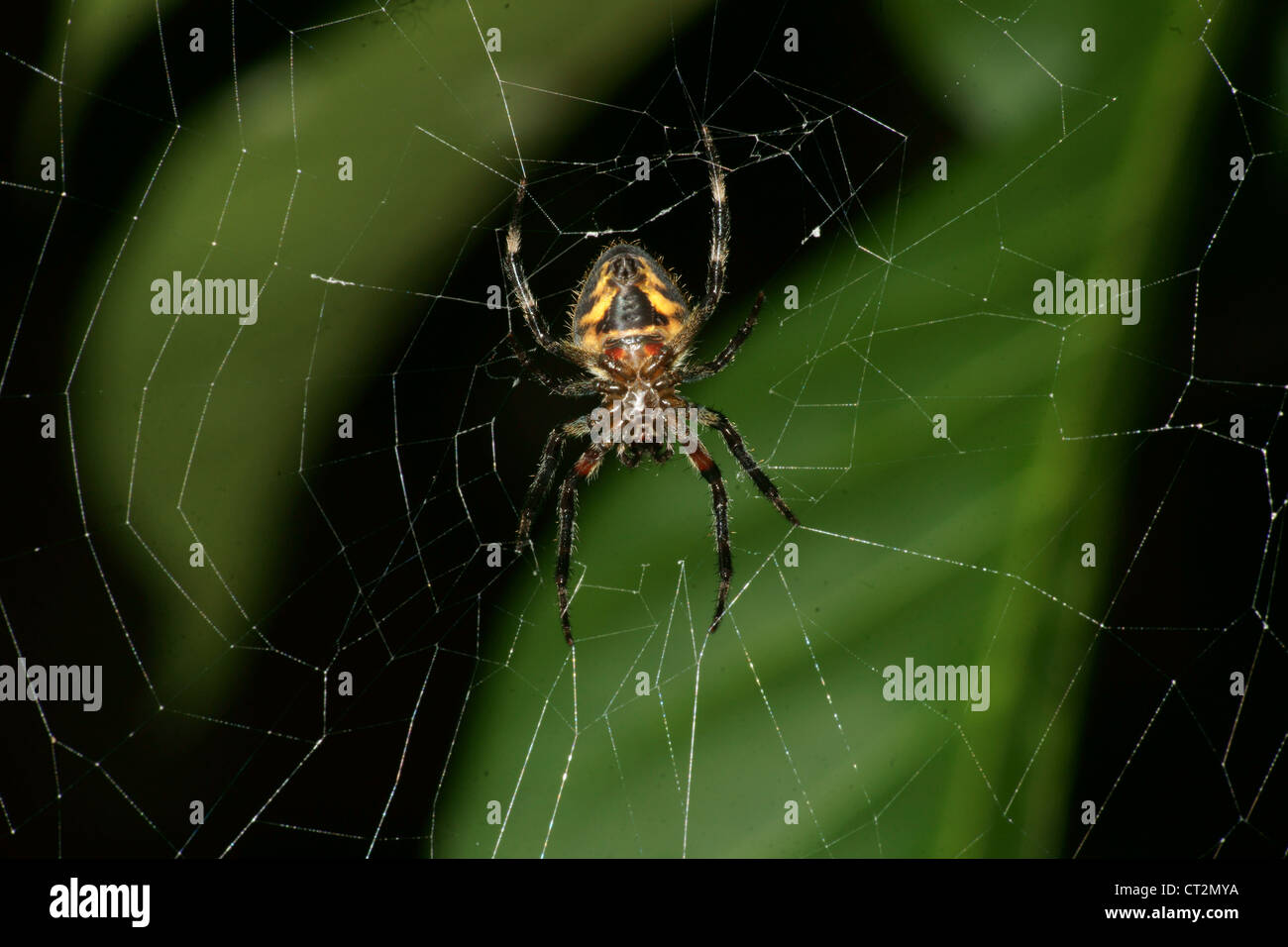Marbled orb spider Stock Photo - Alamy