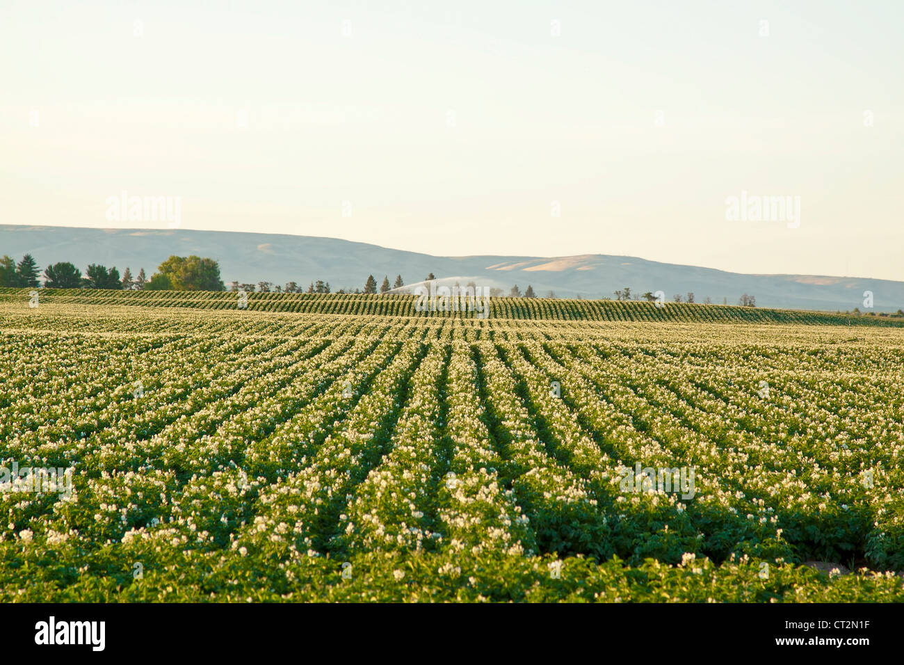 green potato field and blue sky landscape Stock Photo - Alamy