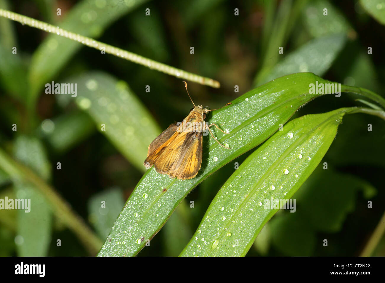 Tropical skipper butterfly hi-res stock photography and images - Alamy
