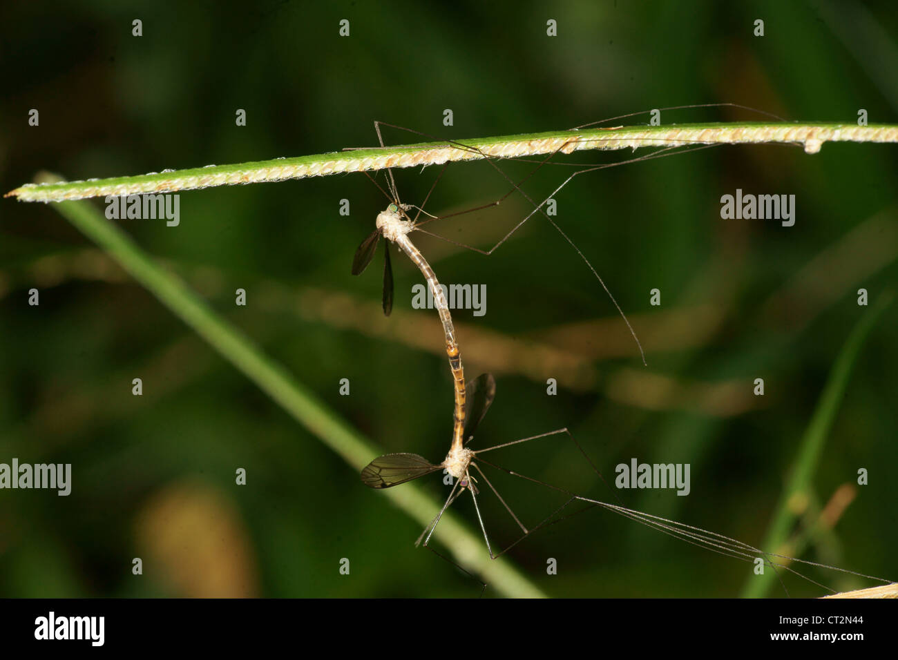 Spider crane hi-res stock photography and images - Alamy
