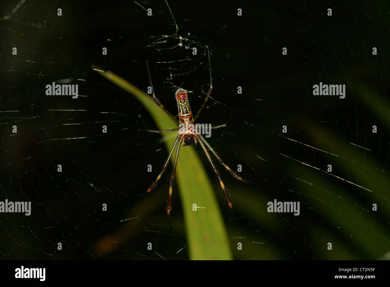 Orchard orb spider Stock Photo - Alamy