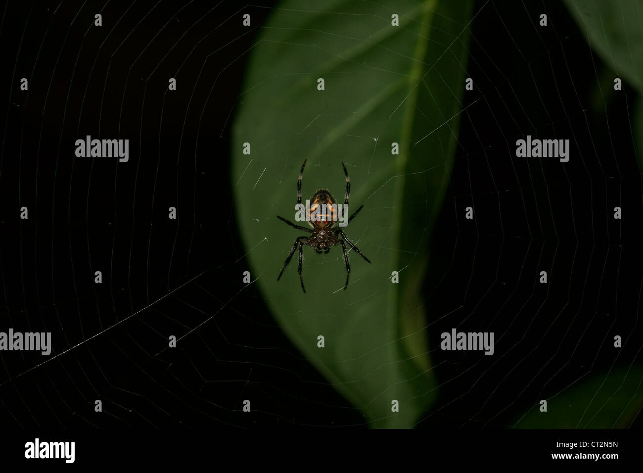 Marbled orb spider Stock Photo - Alamy