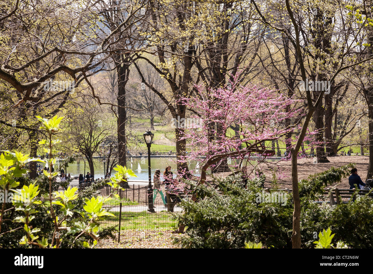 Springtime in Central Park, NYC Stock Photo - Alamy