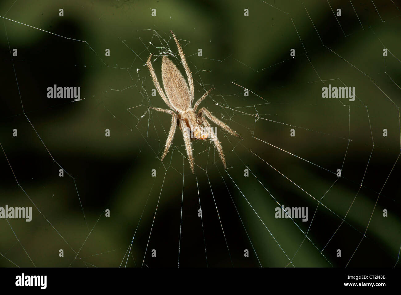 Golden jumping spider hi-res stock photography and images - Alamy