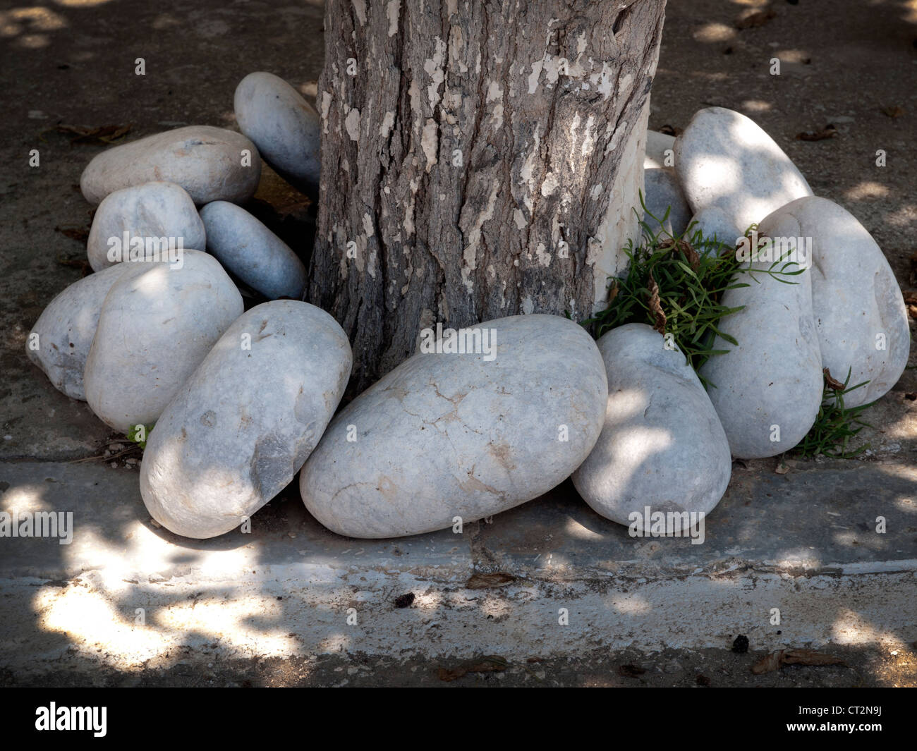 An arrangement of large smooth stones around the base of a tree in ...