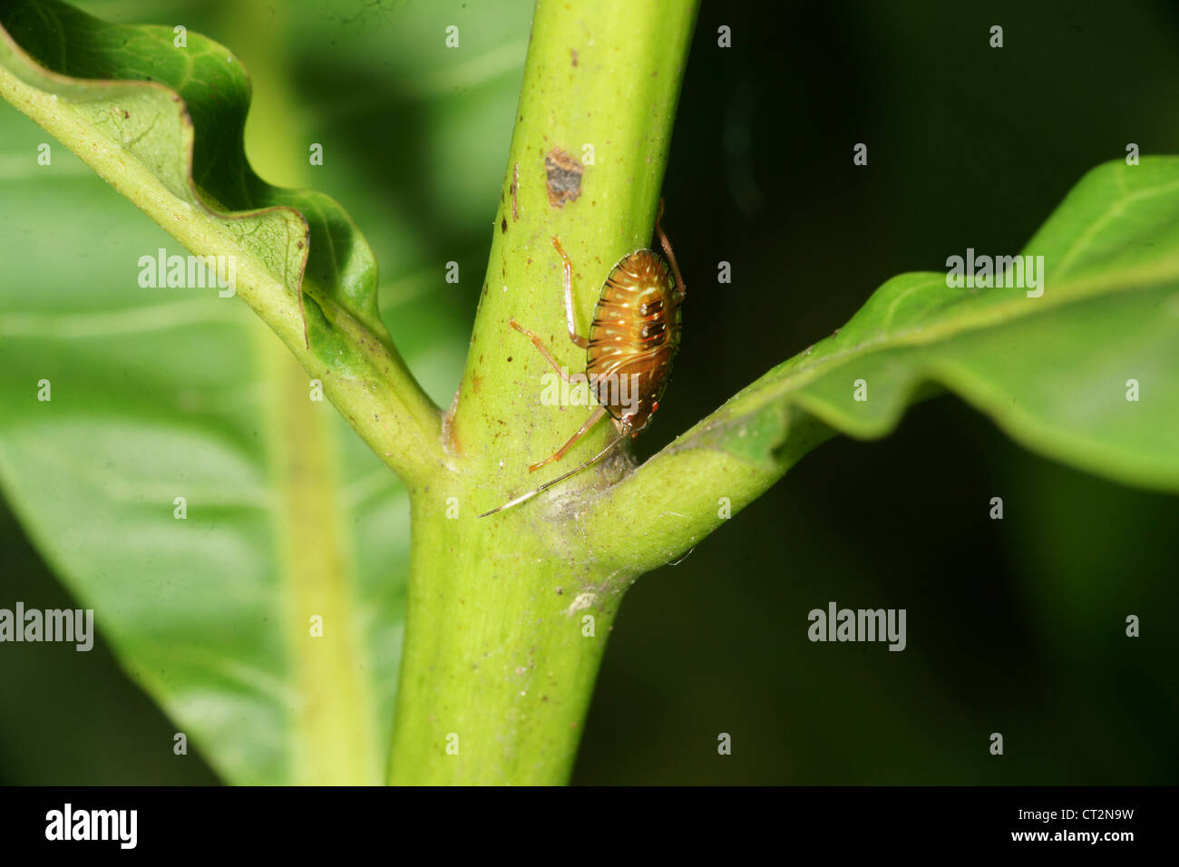 Shield bug nymph drinking plant sap Stock Photo - Alamy