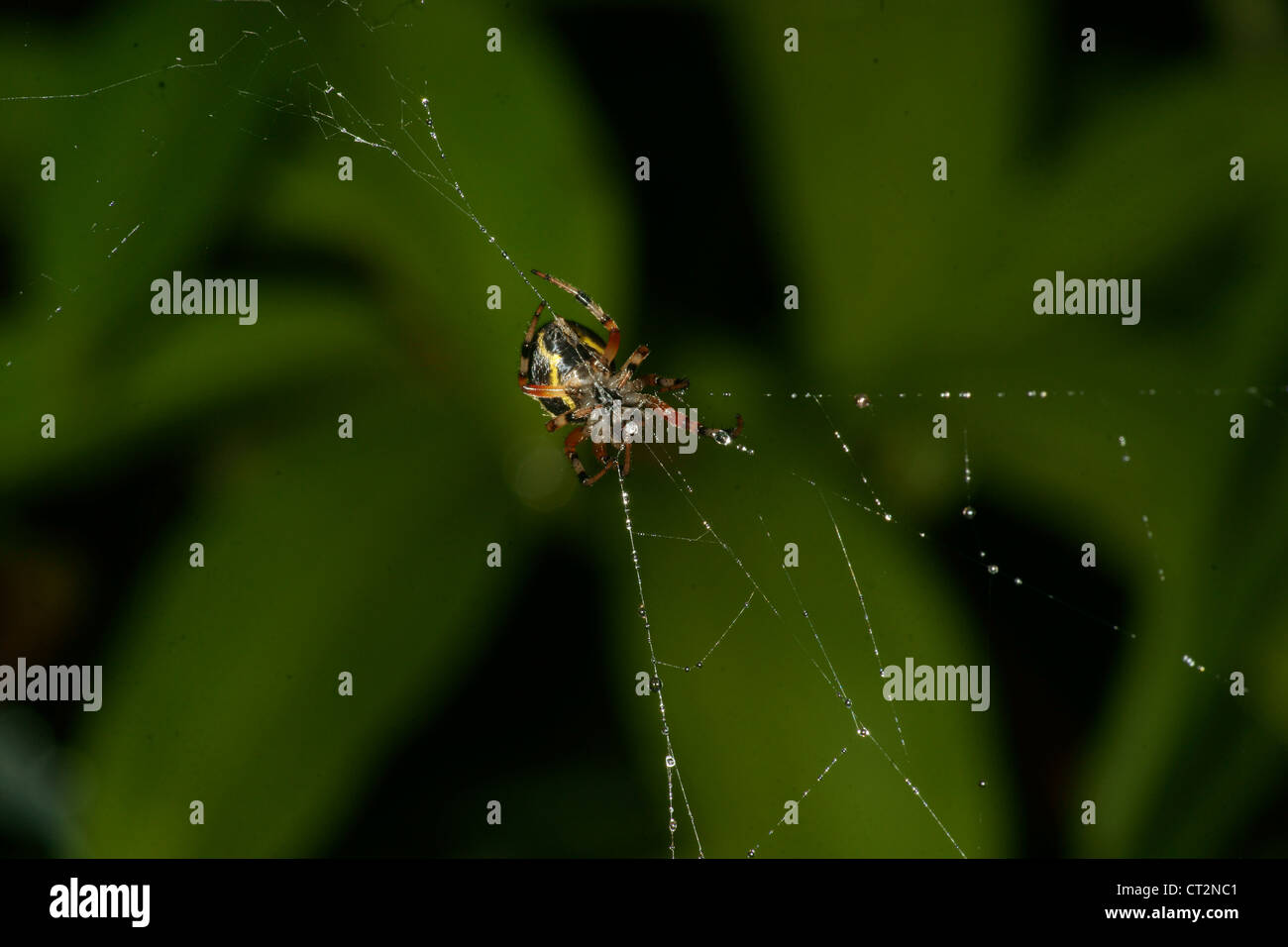 Marbled orb spider builds a web and waits in the middle until a flying ...