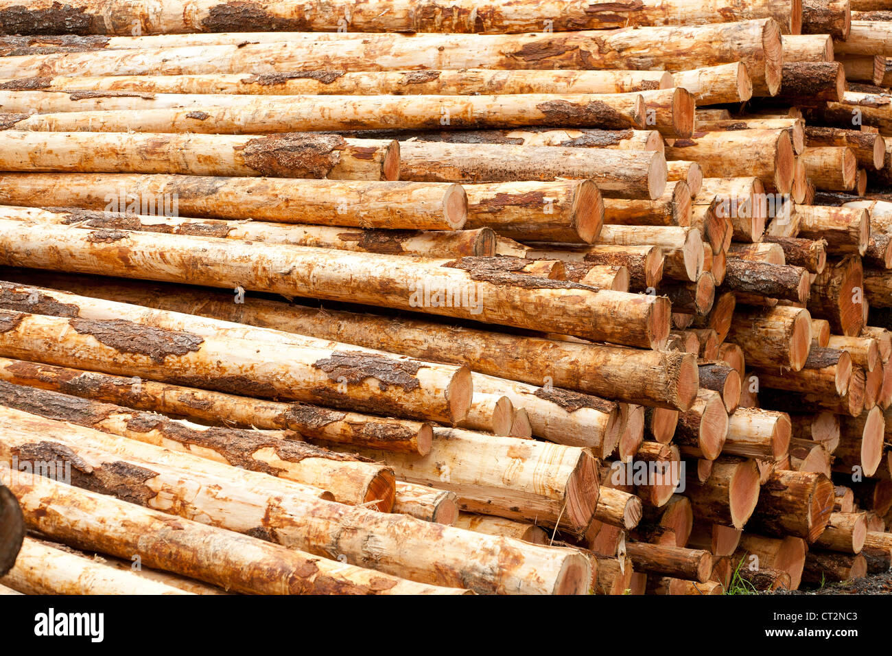 A stack of logs in a clearcut Stock Photo - Alamy