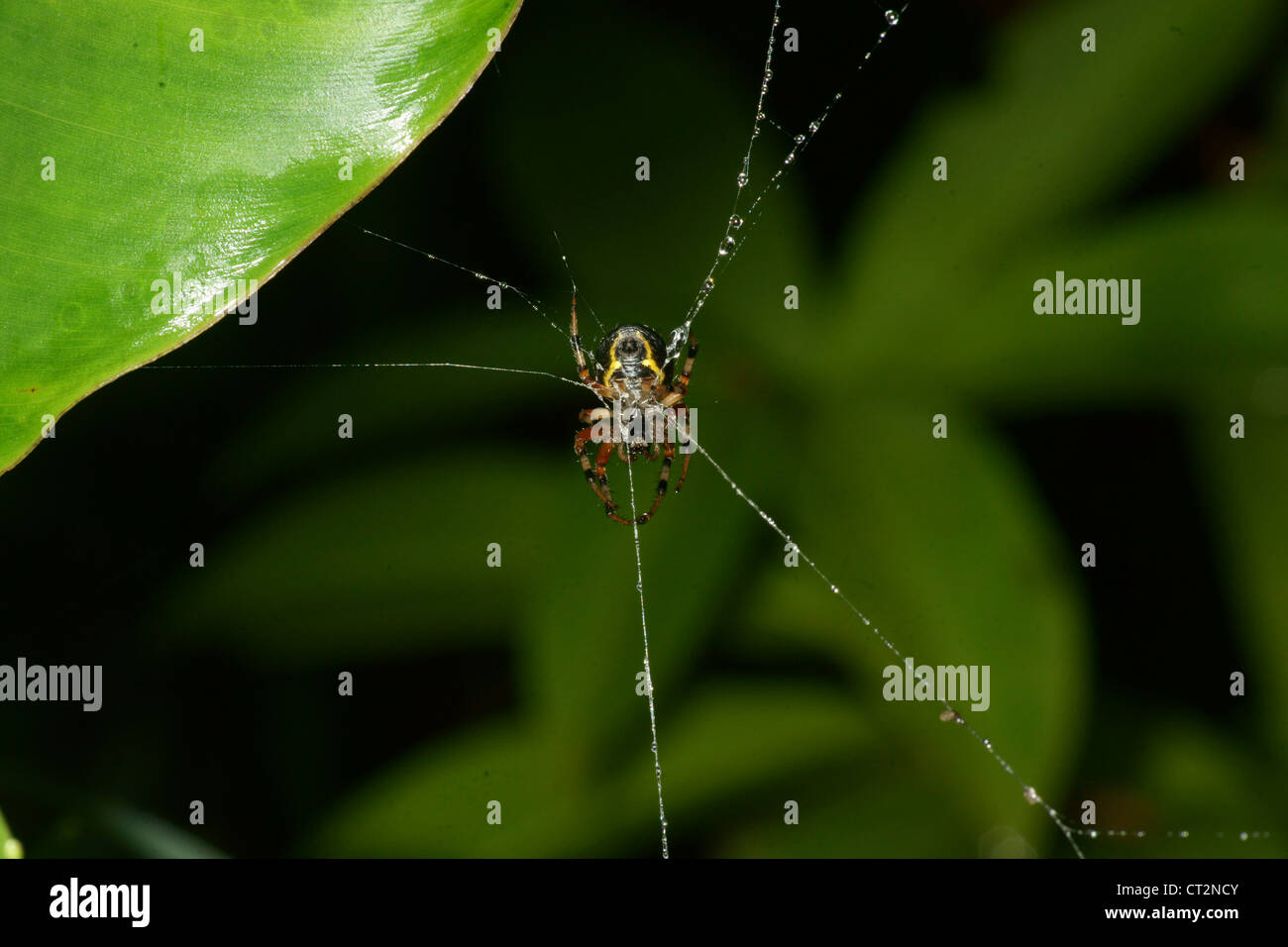 Marbled orb spider builds a web and waits in the middle until a flying ...