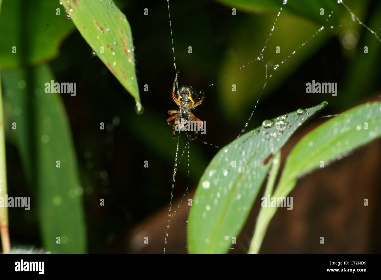 Marbled orb spider builds a web and waits in the middle until a flying ...
