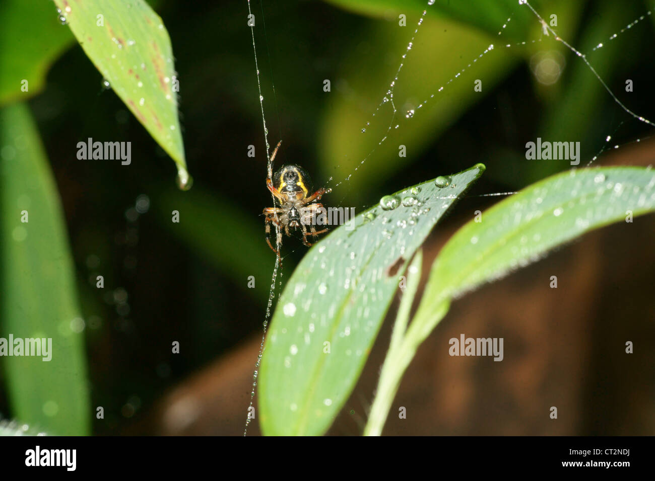 Panama spiders hi-res stock photography and images - Alamy