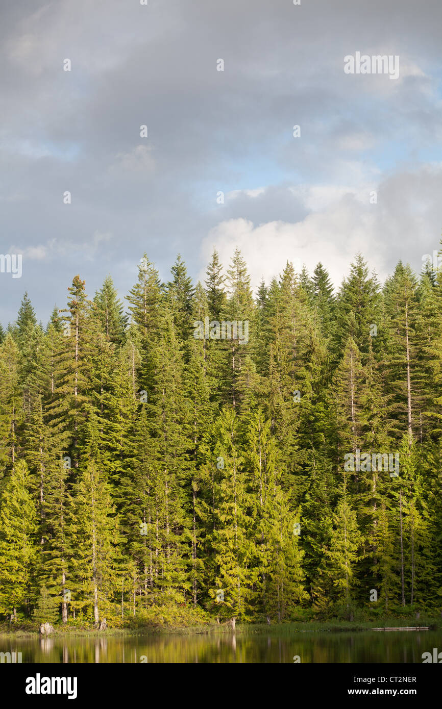 Twin pine trees hi-res stock photography and images - Alamy