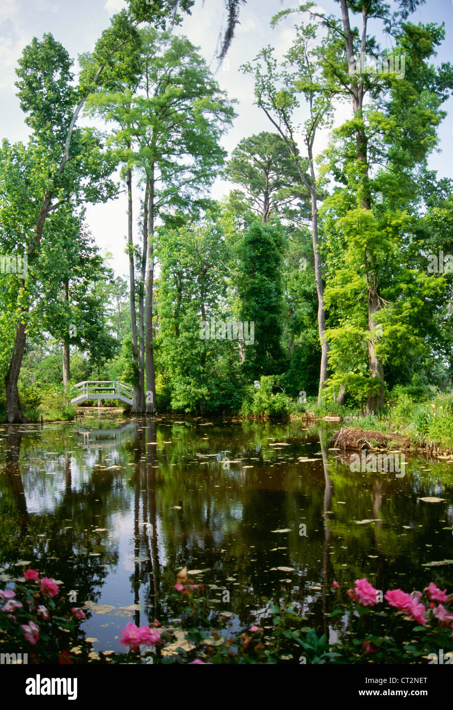 Magnolia plantation and gardens hi-res stock photography and images - Alamy