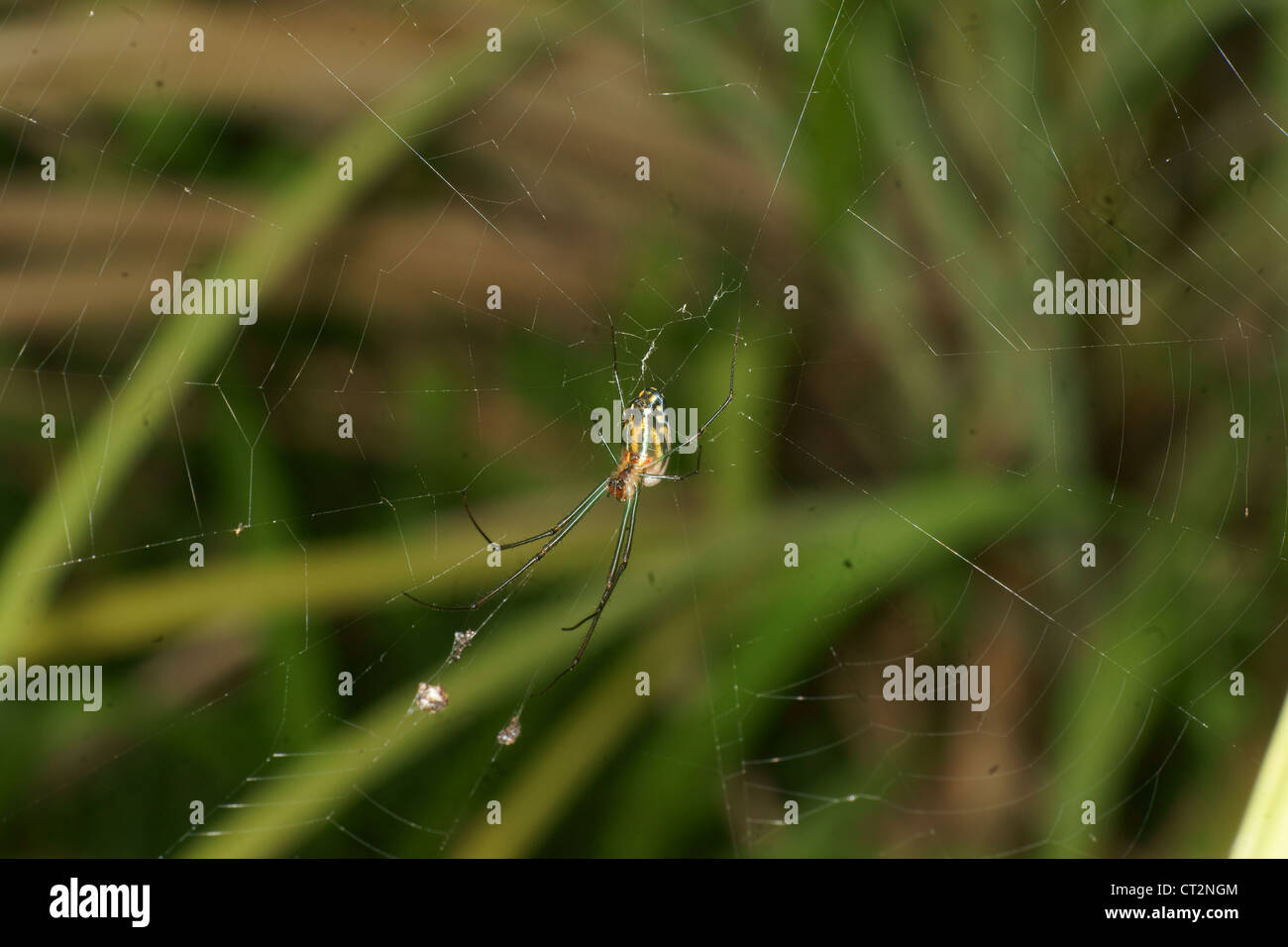 Orchard orb spider Stock Photo - Alamy