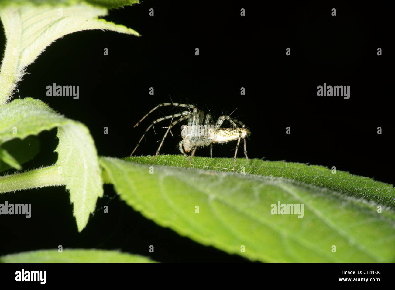 Oxyopes salticus Striped Lynx spider Stock Photo - Alamy