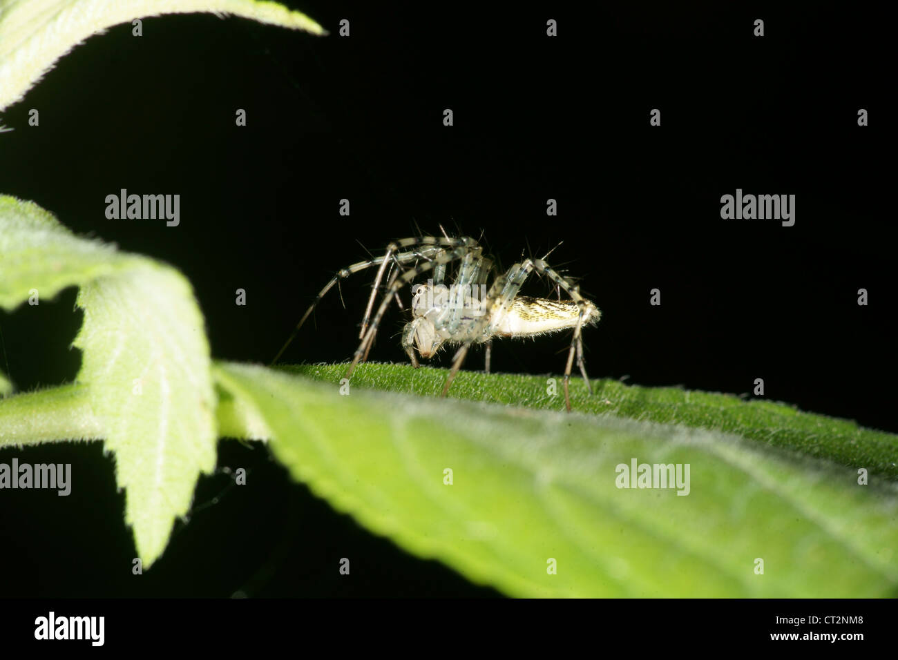 Oxyopes salticus Striped Lynx spider Stock Photo - Alamy