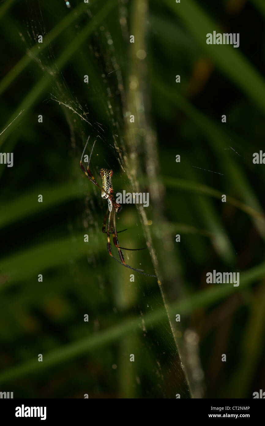 Orchard orb spider Stock Photo - Alamy