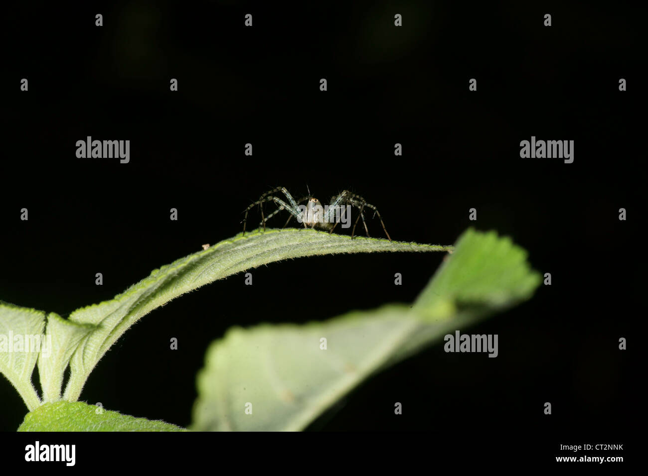 Oxyopes salticus hi-res stock photography and images - Alamy