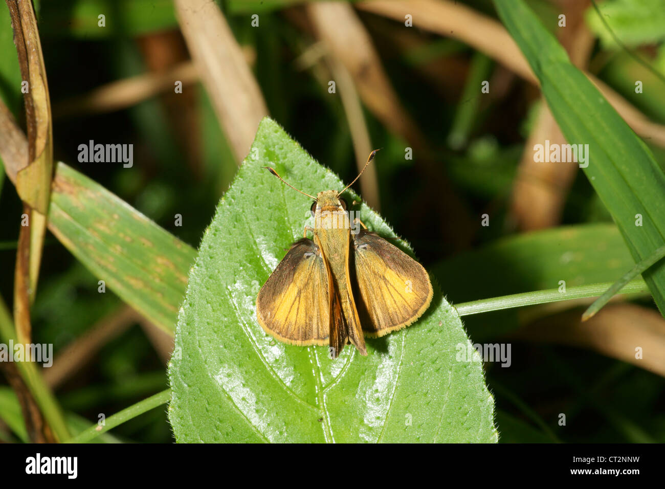 Skipper insect hi-res stock photography and images - Alamy