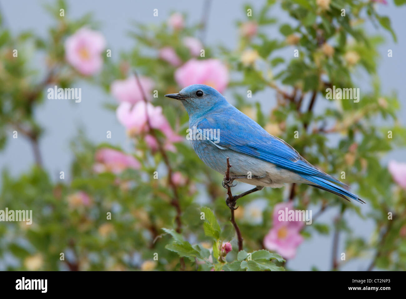 Mountain Bluebird perching in Wild Rose flowers blooms bird songbird ...