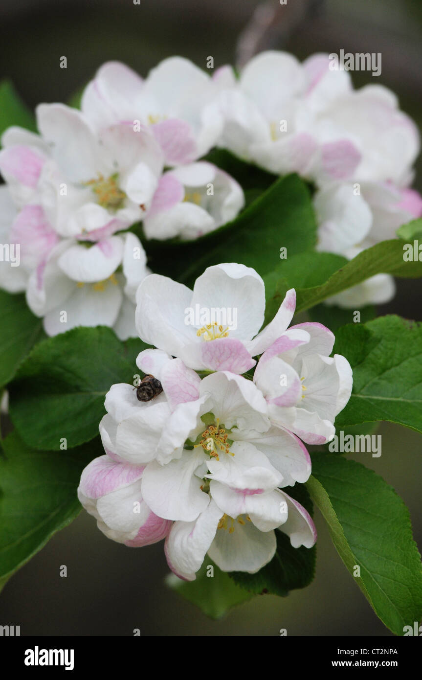 Apple blossom in spring Stock Photo - Alamy