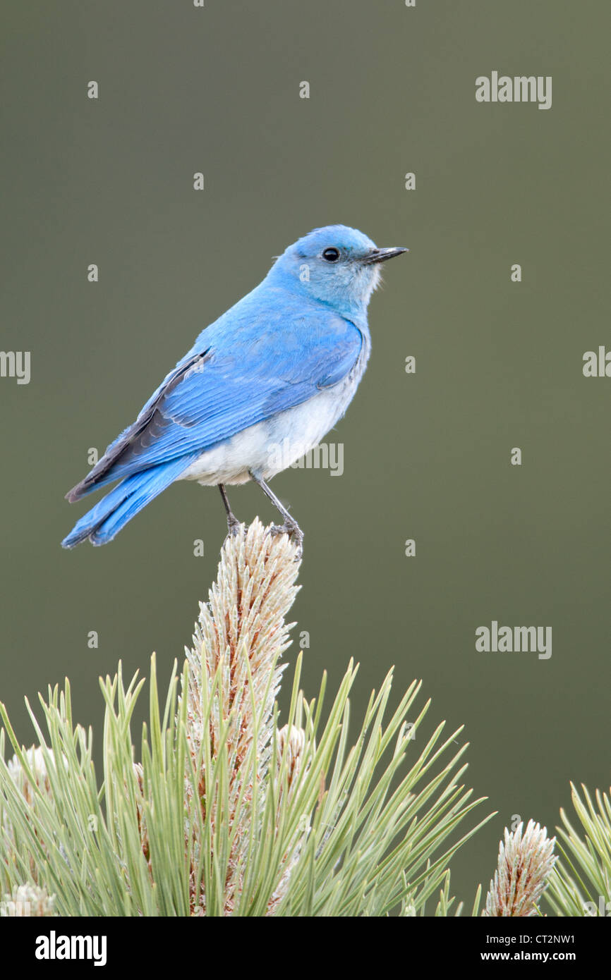 Mountain Bluebird bird songbird ornithology nature Rocky Mountains ...