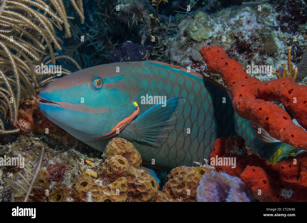 Parrotfish underwater hi-res stock photography and images - Alamy