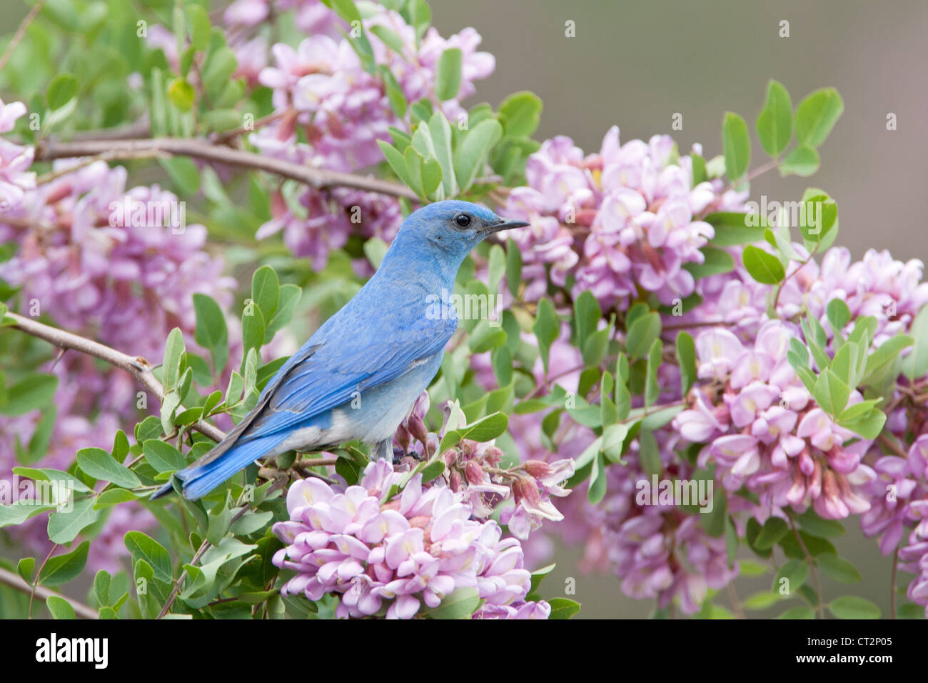 Mountain Bluebird perched in Pink Locust flowers blooms blossoms bird ...