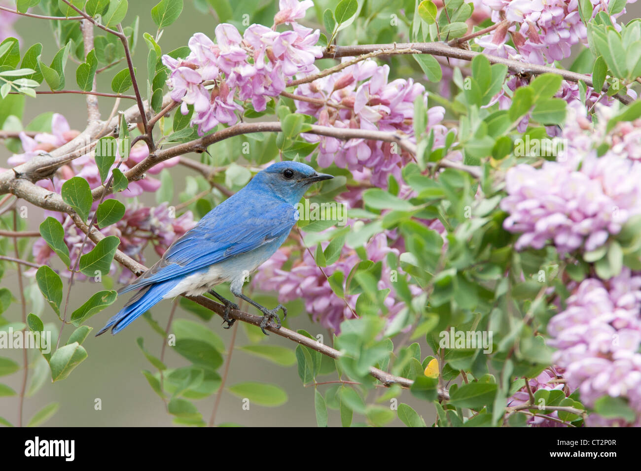 Mountain Bluebird perched in Pink Locust flowers blooms blossoms bird ...