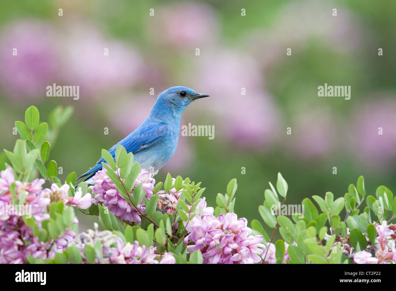 Mountain Bluebird perched in Pink Locust flowers blooms blossoms bird ...