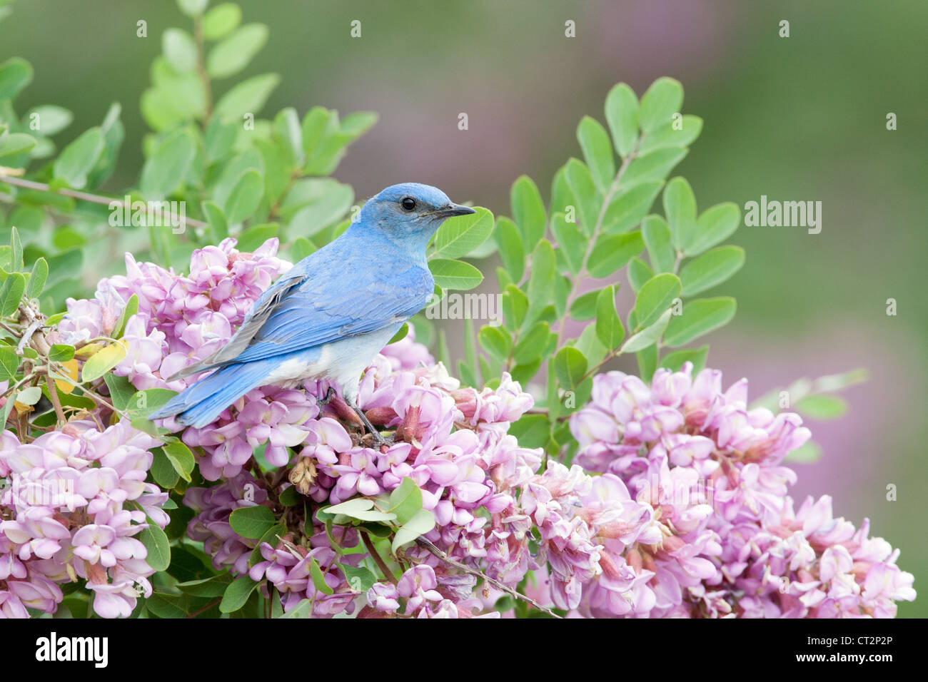 Mountain Bluebird perched in Pink Locust flowers blooms blossoms bird ...