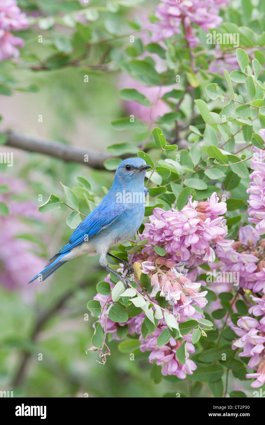 Mountain Bluebird perched in Pink Locust flowers blooms blossoms bird ...