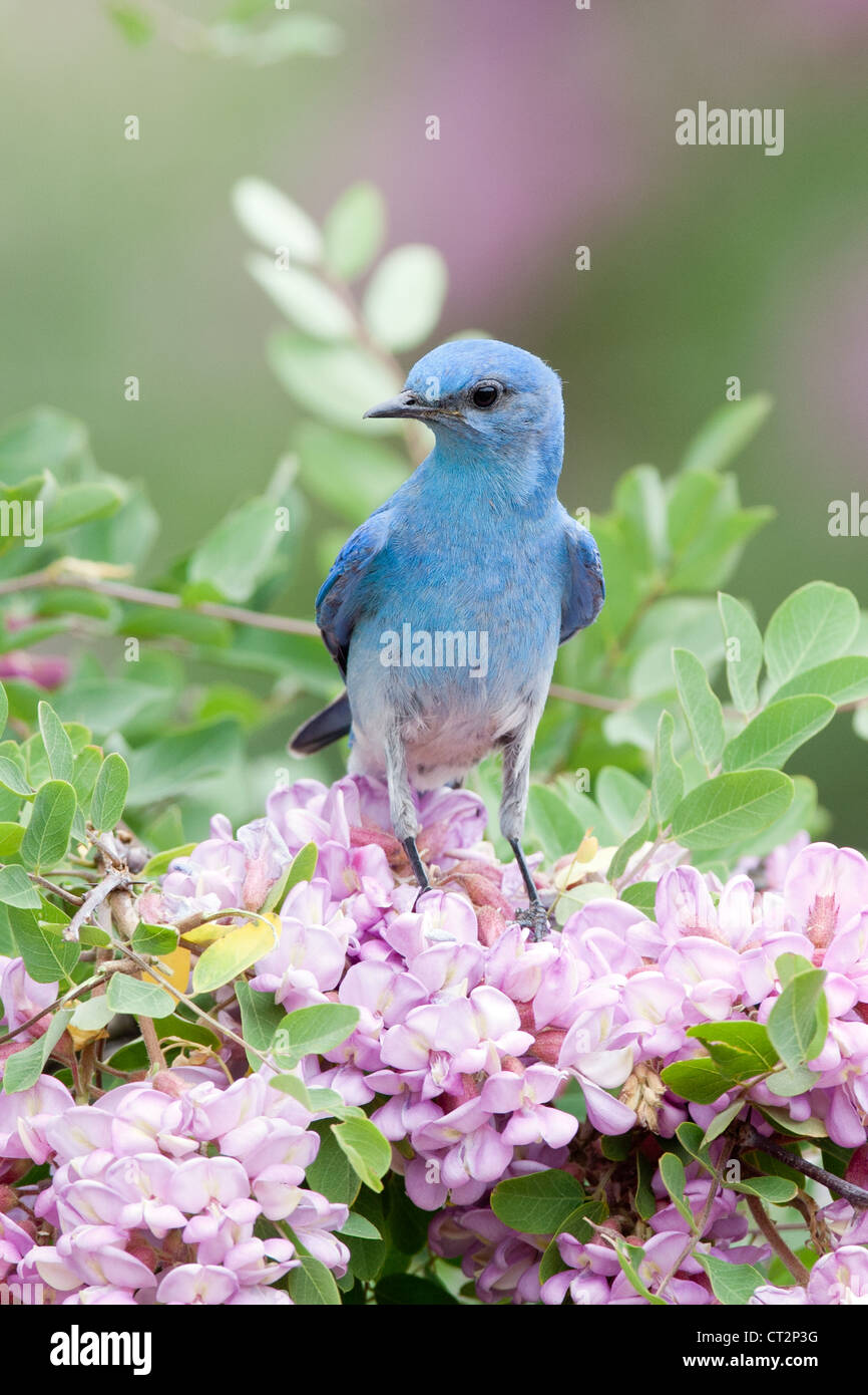 Mountain Bluebird perched in Pink Locust flowers blooms blossoms bird ...