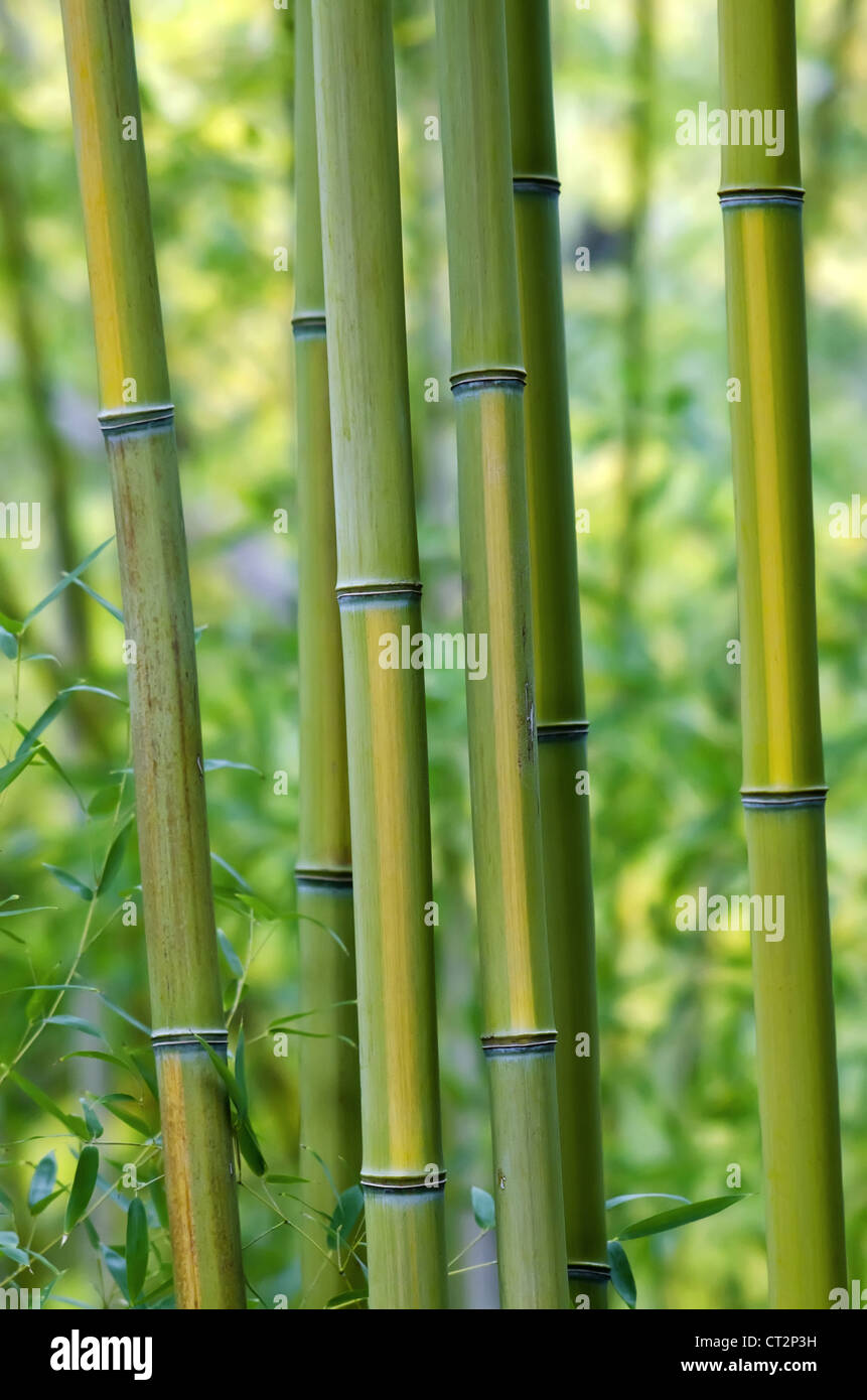 Old growth bamboo hi-res stock photography and images - Alamy