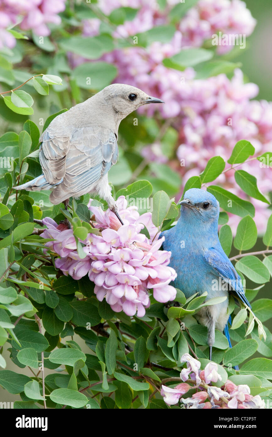 Mountain Bluebird pair bluebirds perched in Pink Locust flowers blooms ...