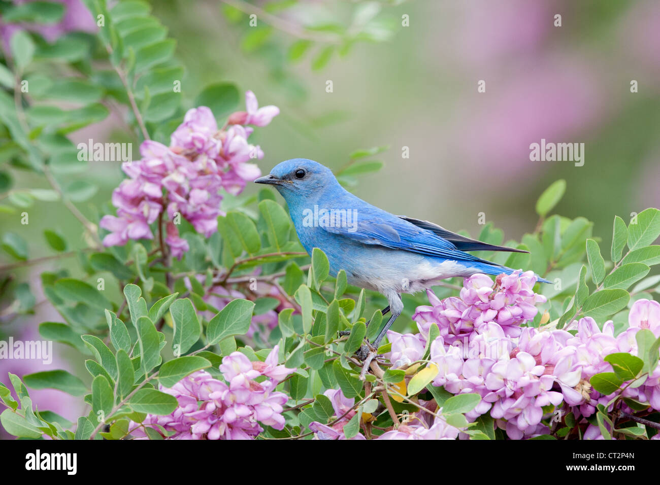 Mountain Bluebird perched in Pink Locust flowers blooms blossoms bird ...