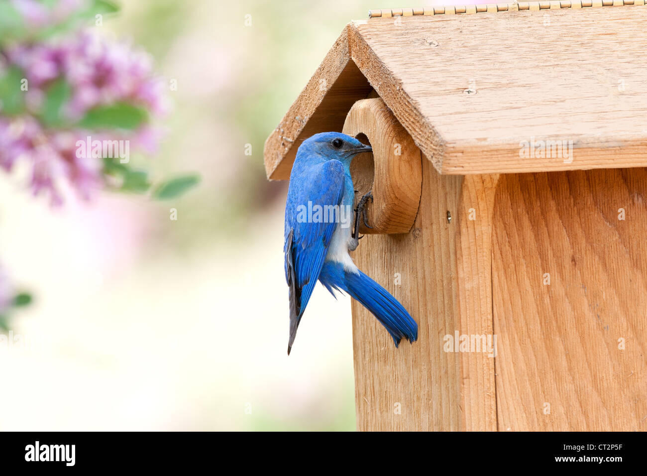 Bluebird house hi-res stock photography and images - Alamy