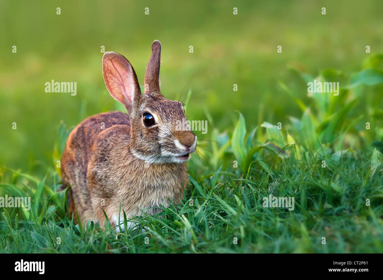 Cottontail bunny rabbit on grass Stock Photo - Alamy