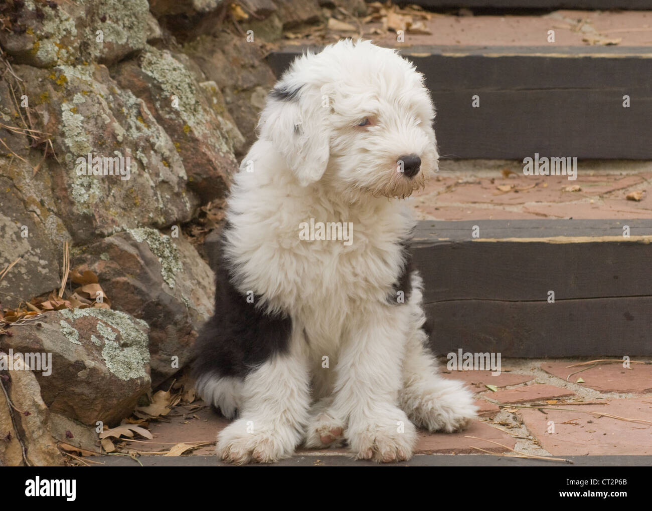 Old english sheepdog sitting hi-res stock photography and images - Alamy