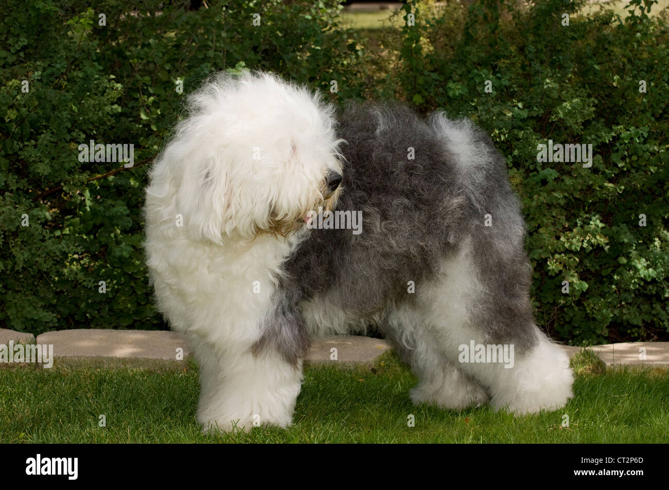 Sheepdog standing hi-res stock photography and images - Alamy