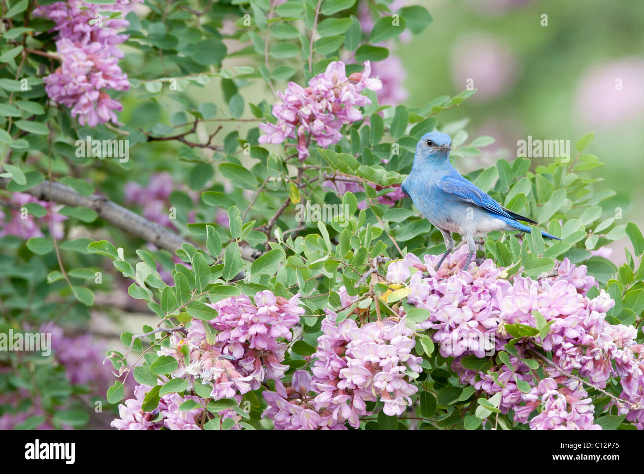 Mountain Bluebird perched in Pink Locust flowers blooms blossoms bird ...