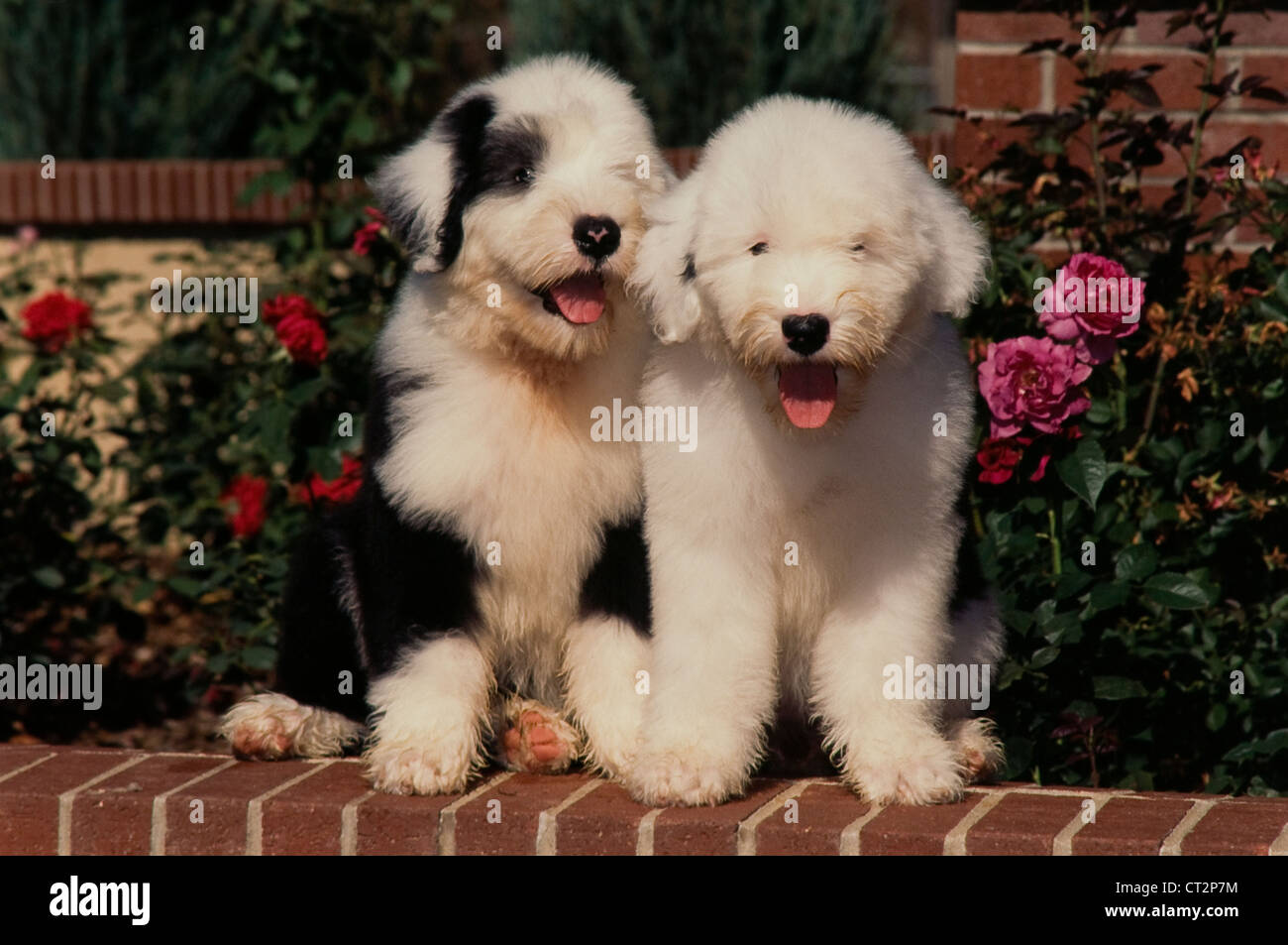 Old English Sheepdog puppies sitting Stock Photo - Alamy