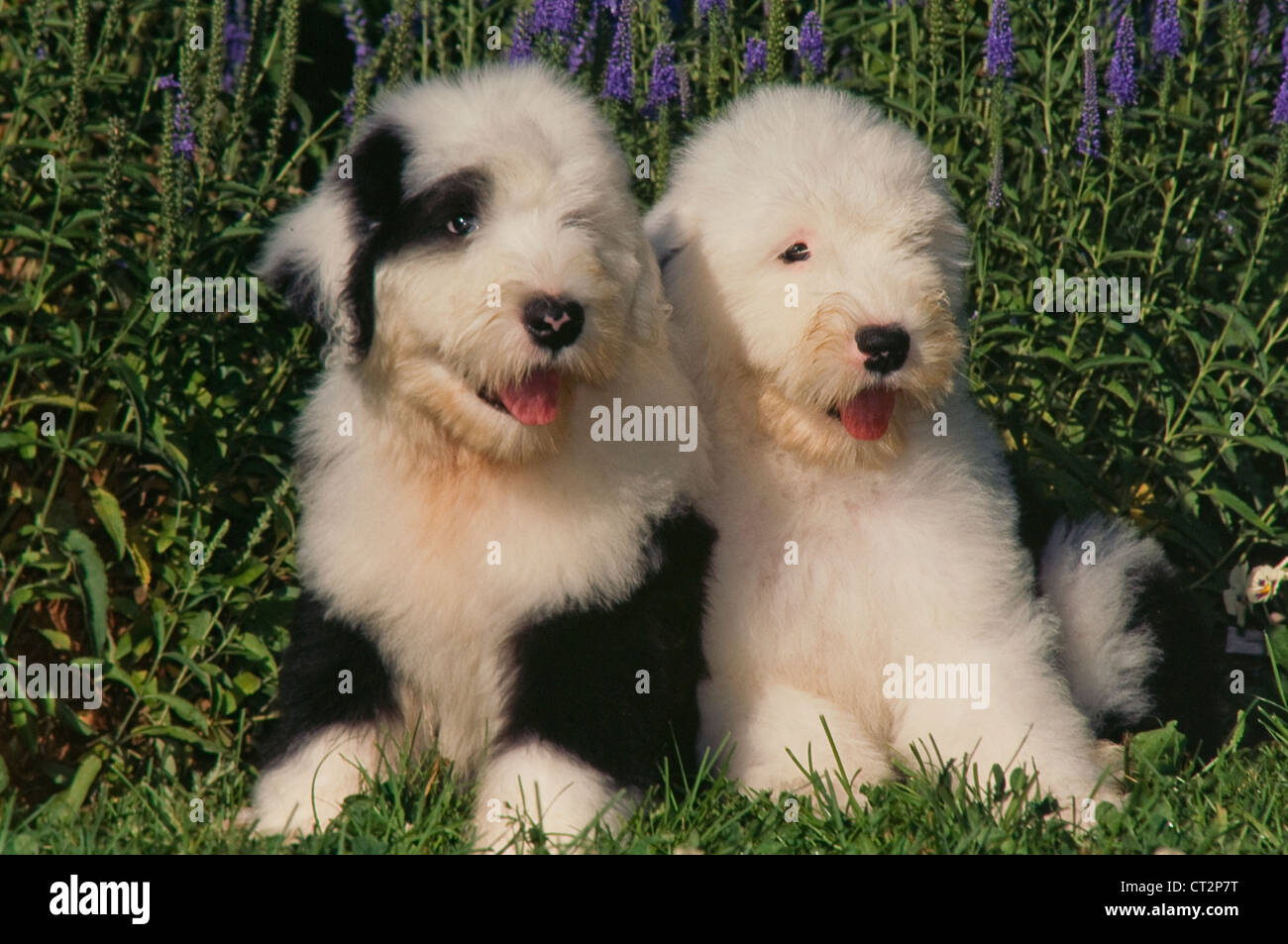 Old English Sheepdog puppies sitting in grass Stock Photo - Alamy