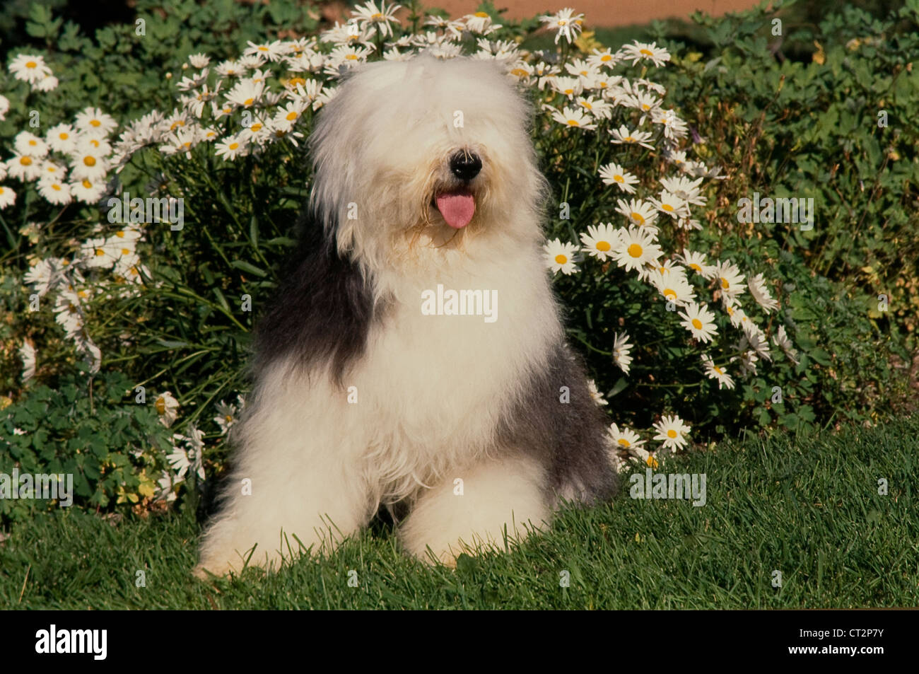 Old english sheepdog hi-res stock photography and images - Alamy