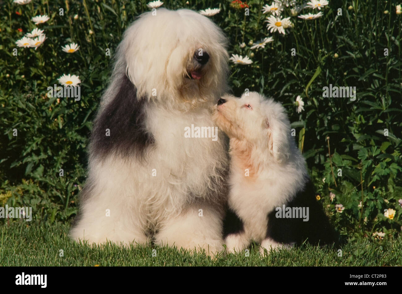 Old english sheepdog sitting hi-res stock photography and images - Alamy
