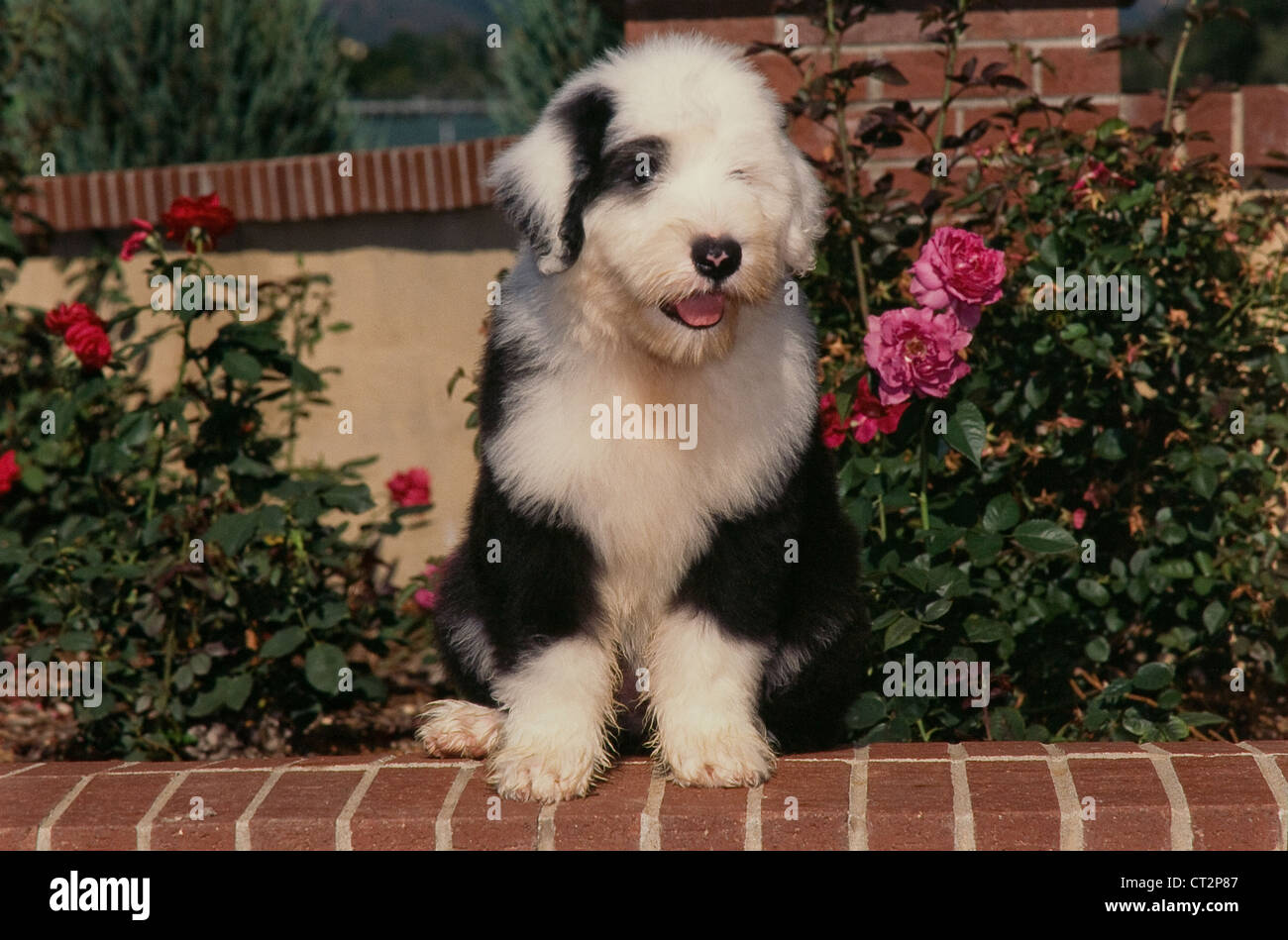 Old English Sheepdog puppy sitting Stock Photo - Alamy