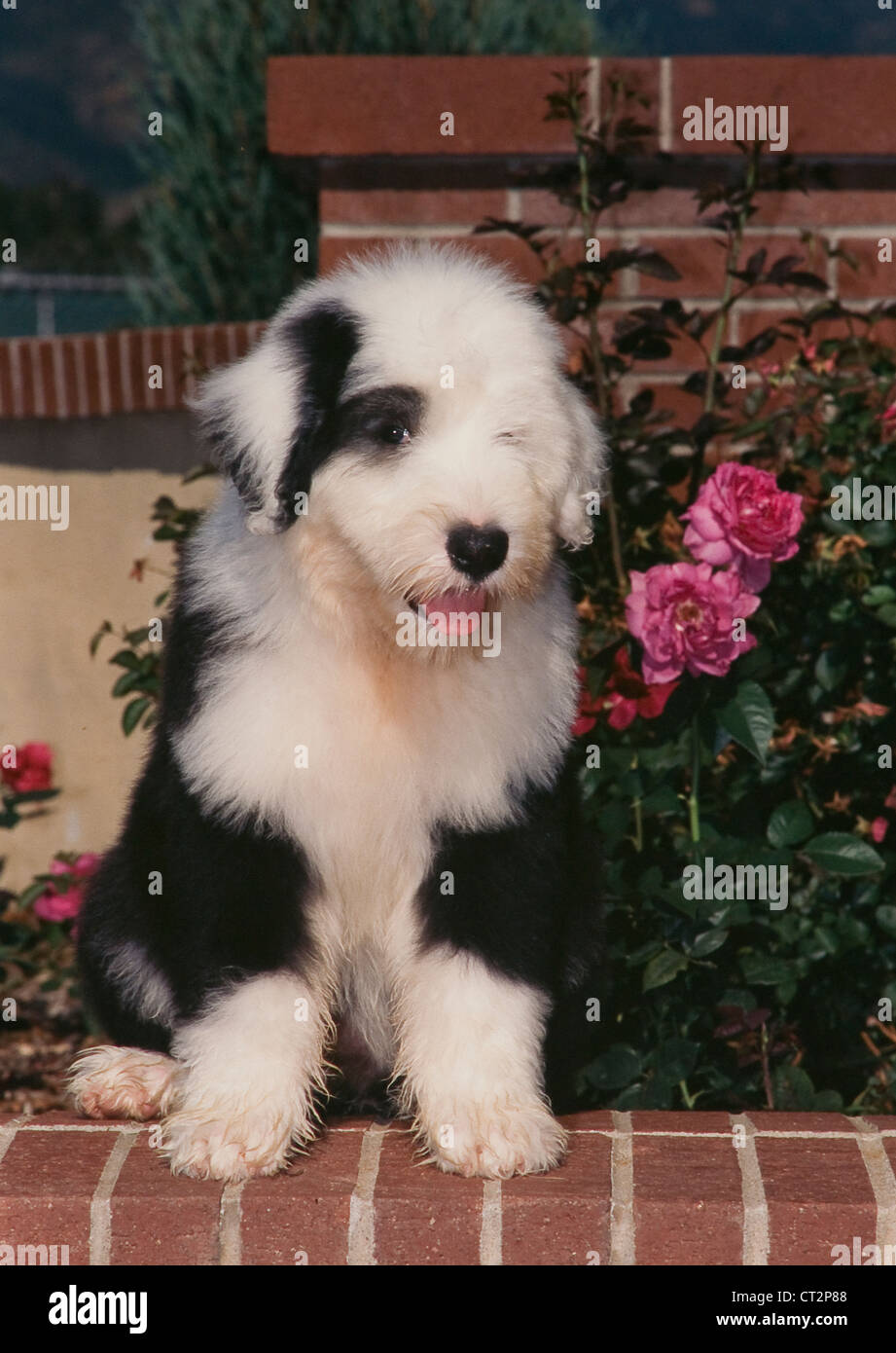 Old English Sheepdog puppy sitting Stock Photo - Alamy